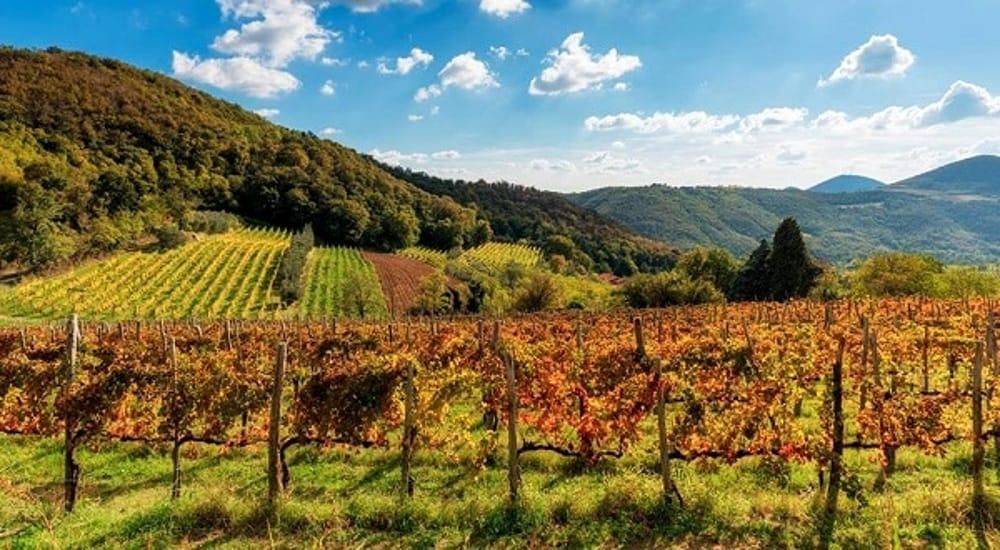 Cosa fare sui Colli Euganei? Scopriamolo! - Fattoria Busa dell'Oro